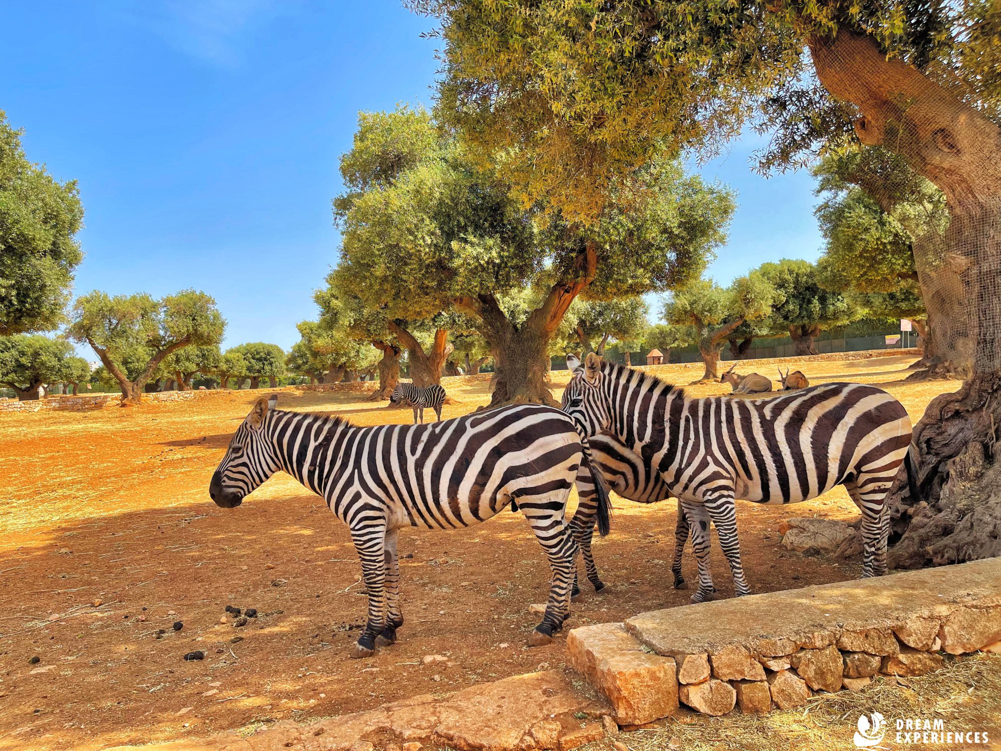 Zoo Safari Fasano - adrenalină, distracție și un timp memorabil!