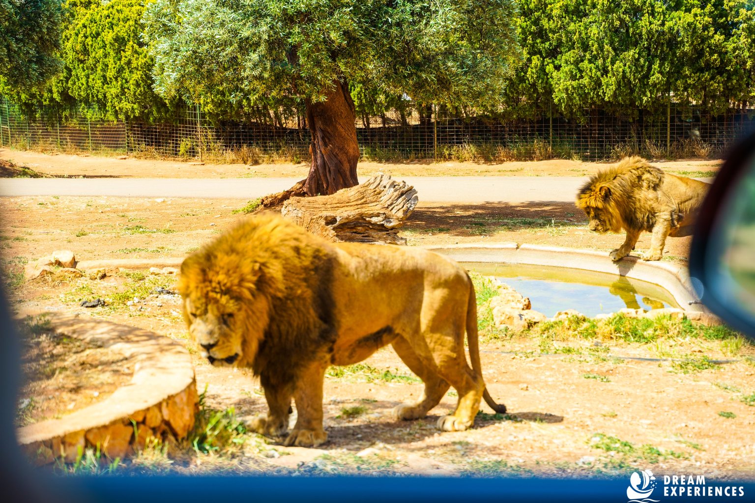 Zoo Safari Fasano - adrenalină, distracție și un timp memorabil!