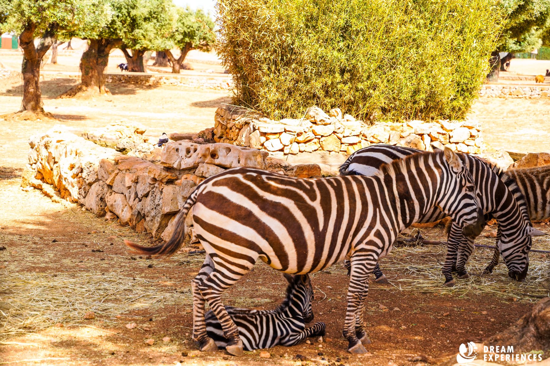 Zoo Safari Fasano - adrenalină, distracție și un timp memorabil!
